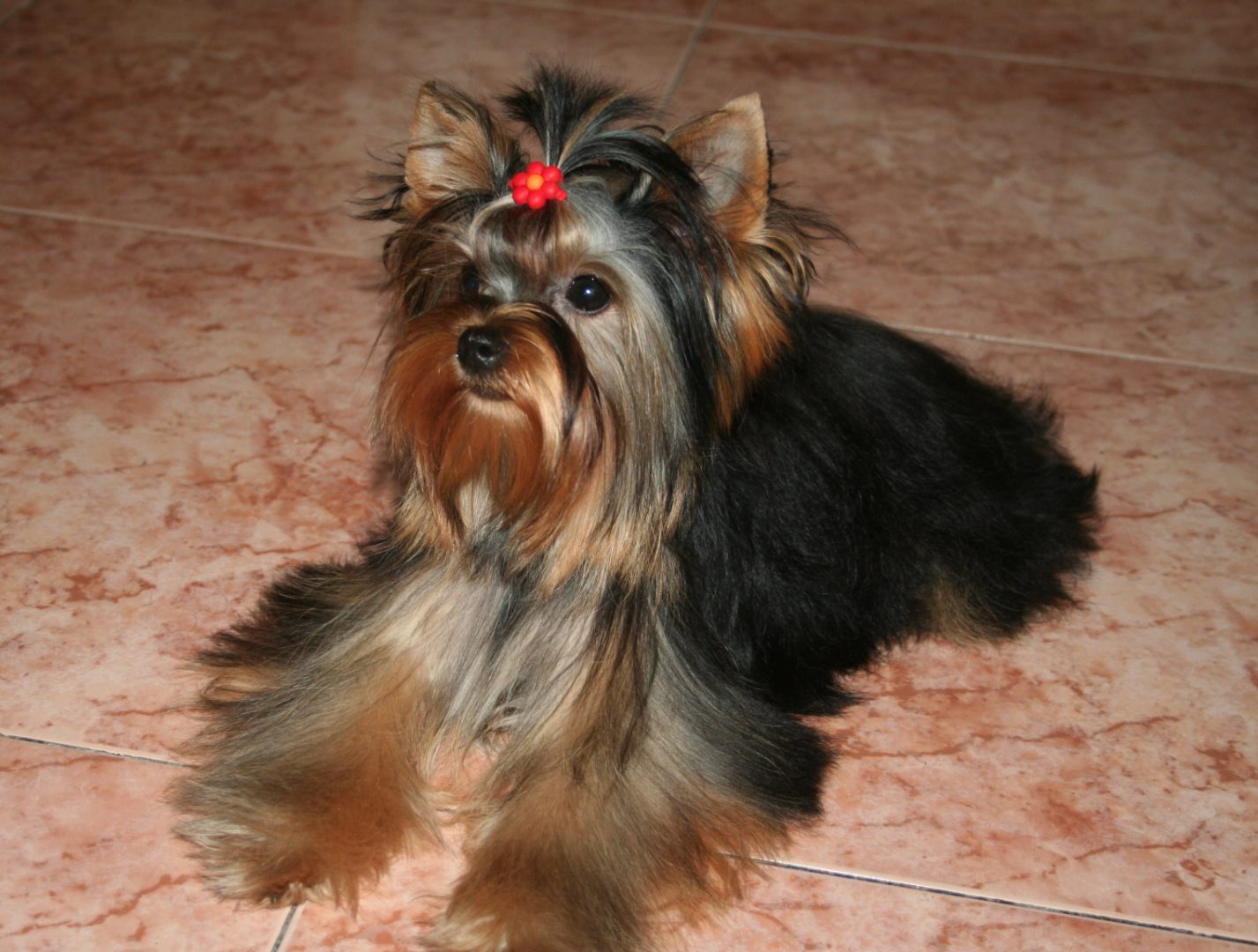 Yorkshire Terrier Toy Im genes Y Fotos